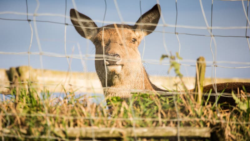 Closeup Shot of the Deer Behind the Fence Stock Photo - Image of mammal ...