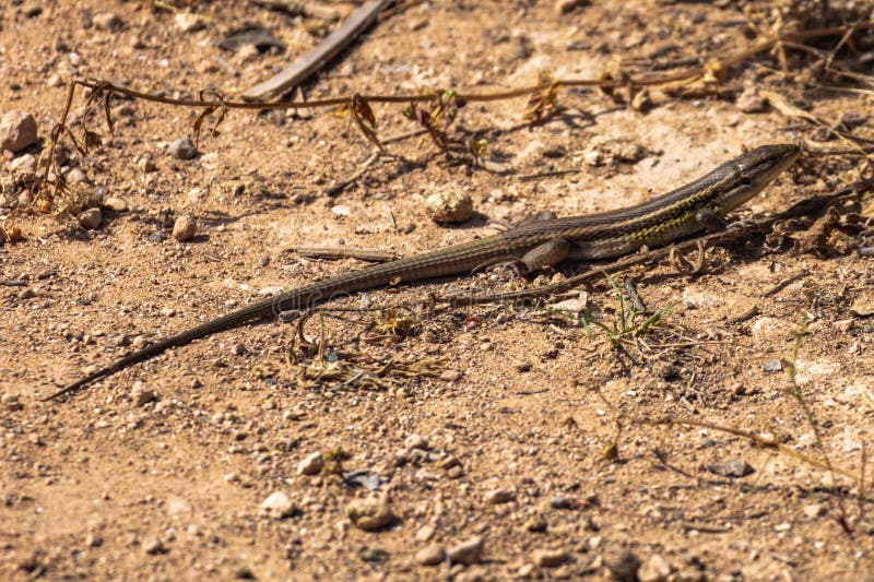 Closeup Shot of a Desert Grassland Whiptail Lizard with a Long Tail on ...
