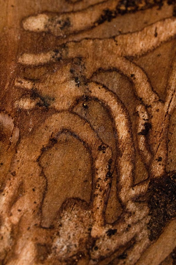 Closeup Shot of the Details of an Ants House Stock Image - Image of ...