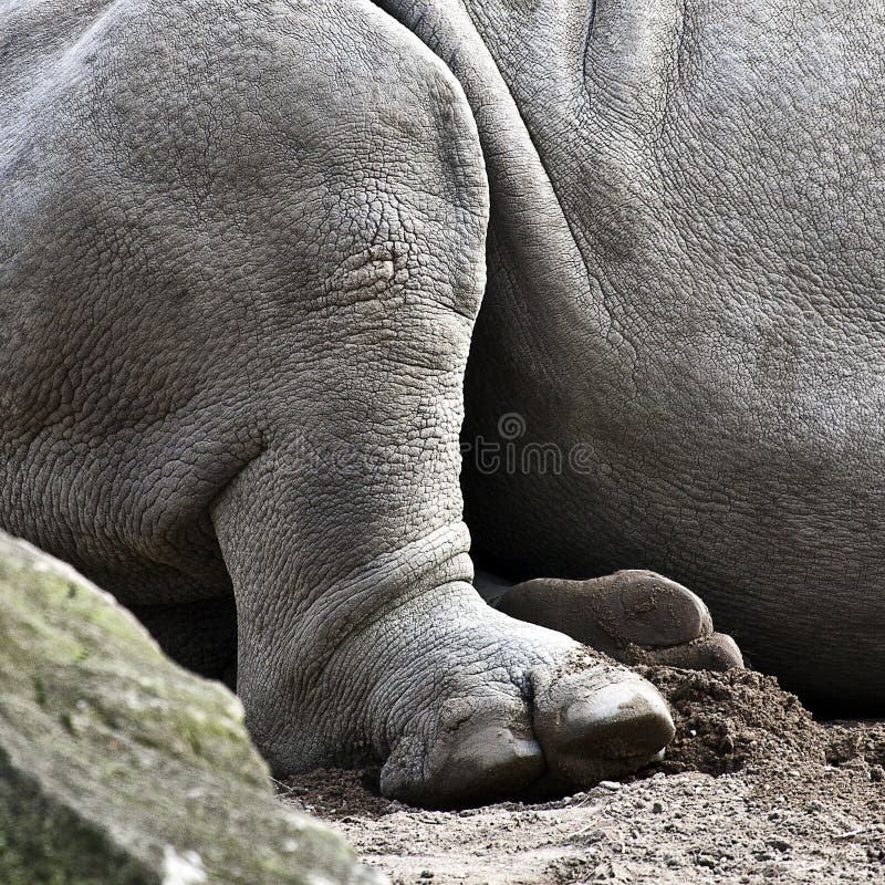Closeup Shot of the Details of an Elephant Foot Stock Photo - Image of ...