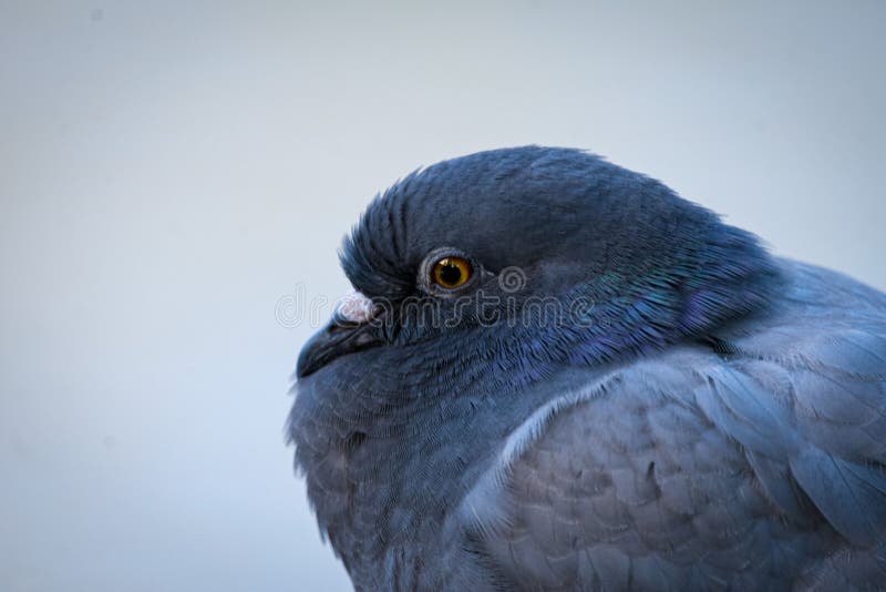 Closeup Shot of Details on a Fluffy Gray Pigeon Stock Image - Image of ...