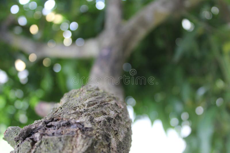 Closeup Shot of Details on a Mango Tree Trunk Stock Photo - Image of ...