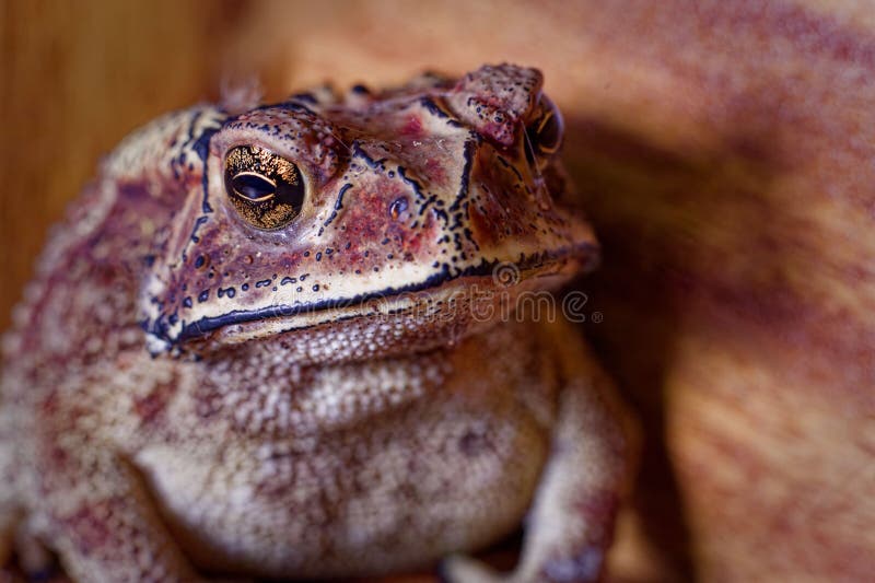 Closeup Shot of Details on a Maroon Common Toad Stock Image - Image of ...