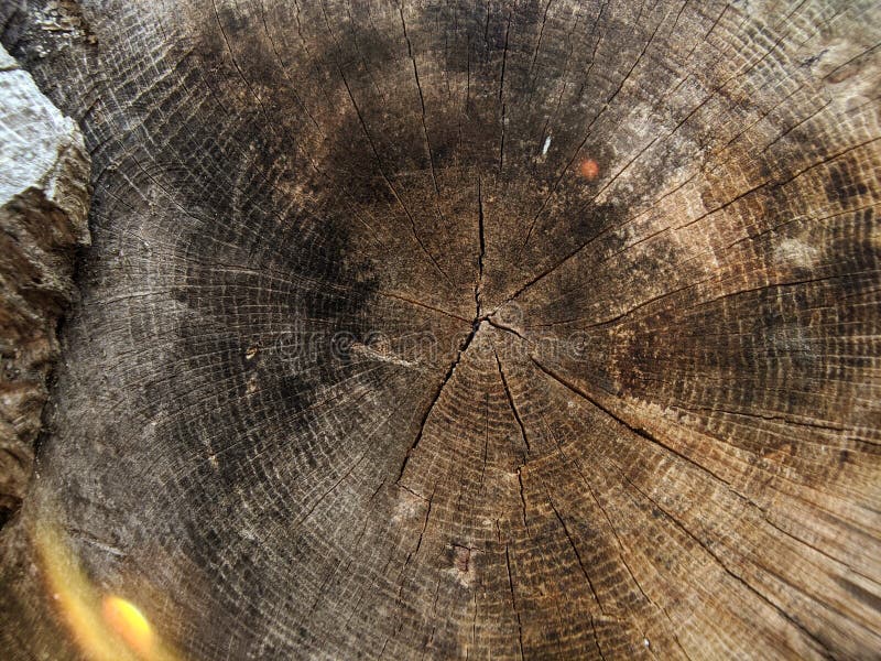 Closeup Shot of Details on a Round Tree Stump Stock Image - Image of ...