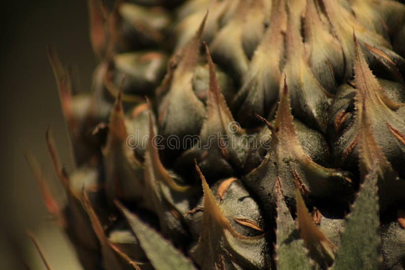 Closeup Shot of Details on a Spiky Pineapple Stock Image - Image of ...