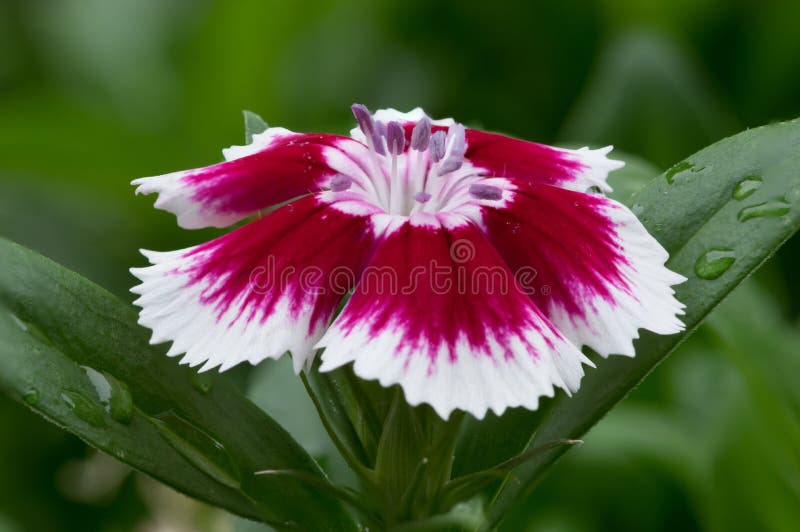 Closeup Shot of the Dianthus Chinensis Flower Stock Image - Image of ...