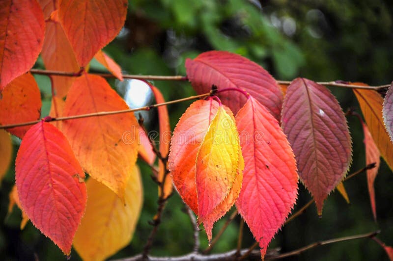 Closeup Shot of Different Yellow and Red Leaves on a Tree Branch Stock ...