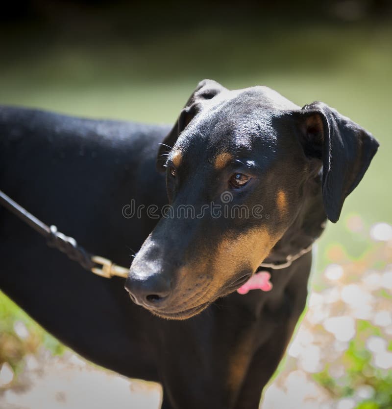 A Big Sad Doberman on a Leash Stock Image - Image of alone, brown: 99210561