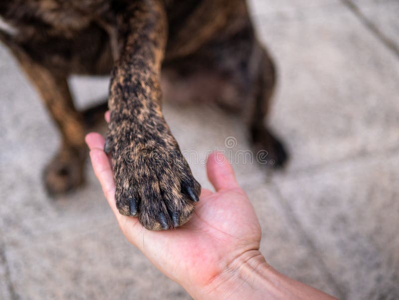 Closeup Shot of a Dog Paw in the Human Palm Stock Image - Image of hair ...