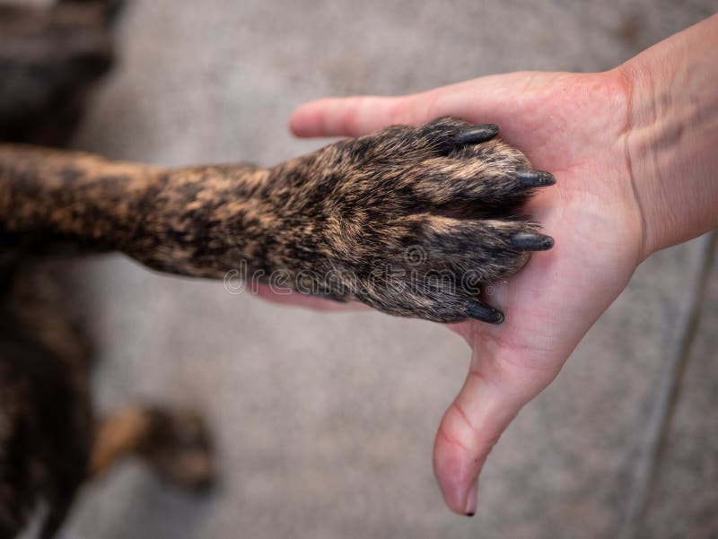 Closeup Shot of a Dog Paw in the Human Palm Stock Photo - Image of ...