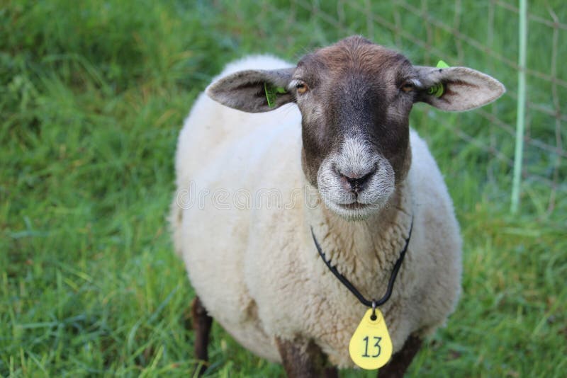 Closeup Shot of a Domestic Sheep with a Number 13 Collar Stock Image ...