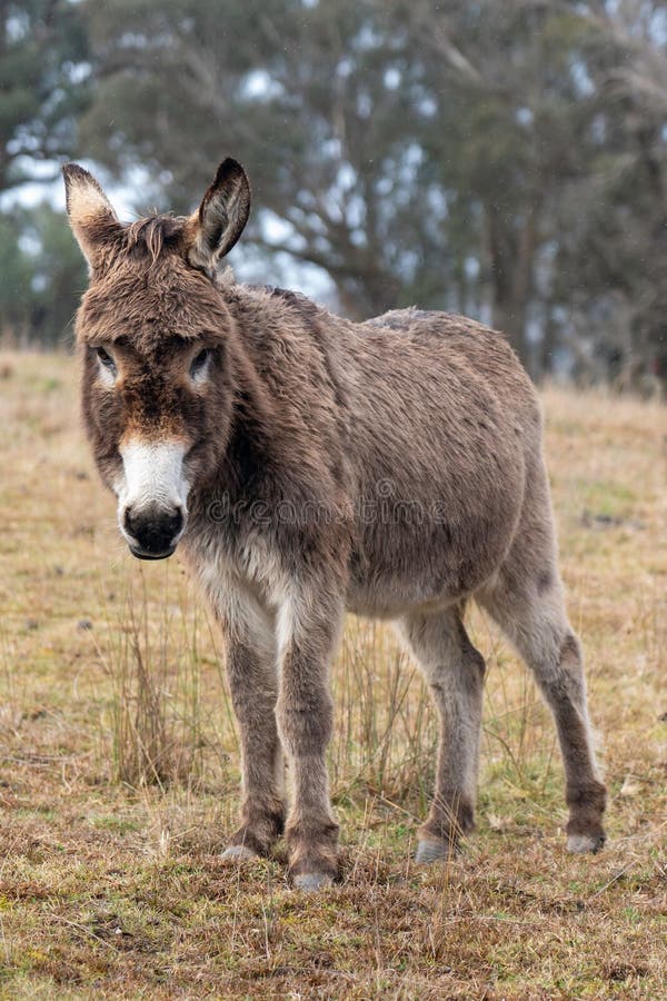 Closeup Shot of a Donkey Colt in a Field Stock Image - Image of ...