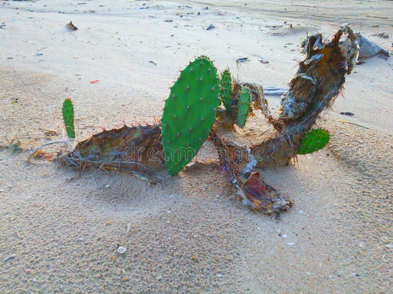 Cactus, beach and sea stock photo. Image of cactus, campers - 2475912