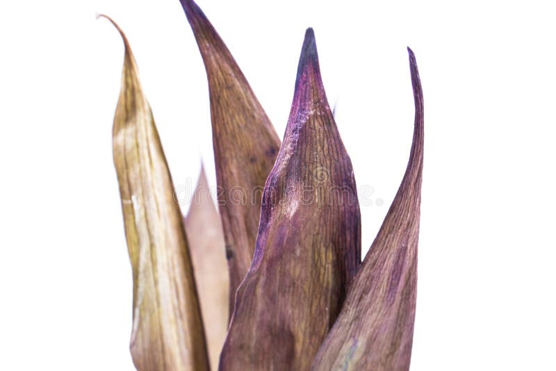 Closeup Shot of Dried and Long Leaves with a White Background Stock ...