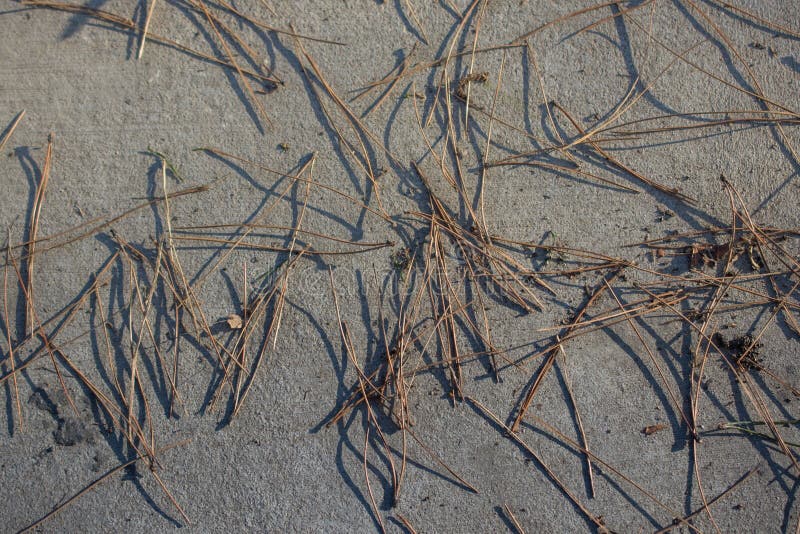 Closeup Shot of Dried Pine Needles Scattered on a Concrete Ground Stock ...