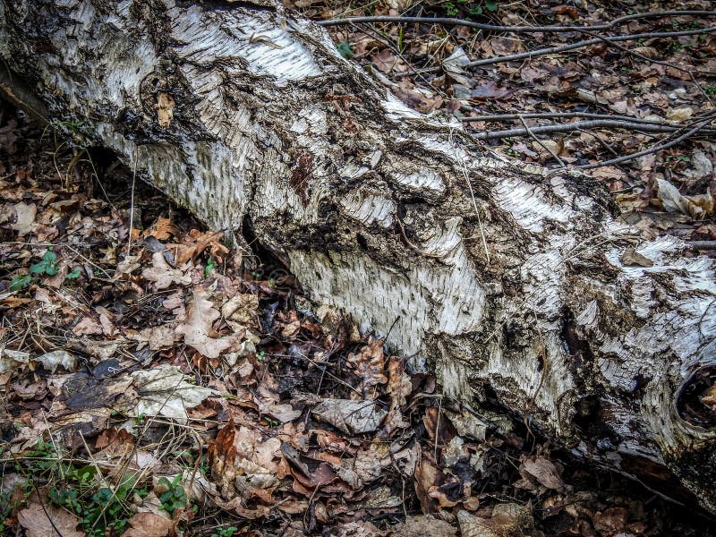 Closeup Shot of a Dry Birch Tree Laying on the Ground Stock Image ...