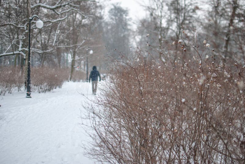 Closeup Shot of a Dry Bush in the Park Covered with Snow in Winter ...