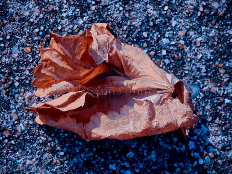 Dry Folded Rust Colored Grape Leaf Stock Image - Image of autmn, rust ...