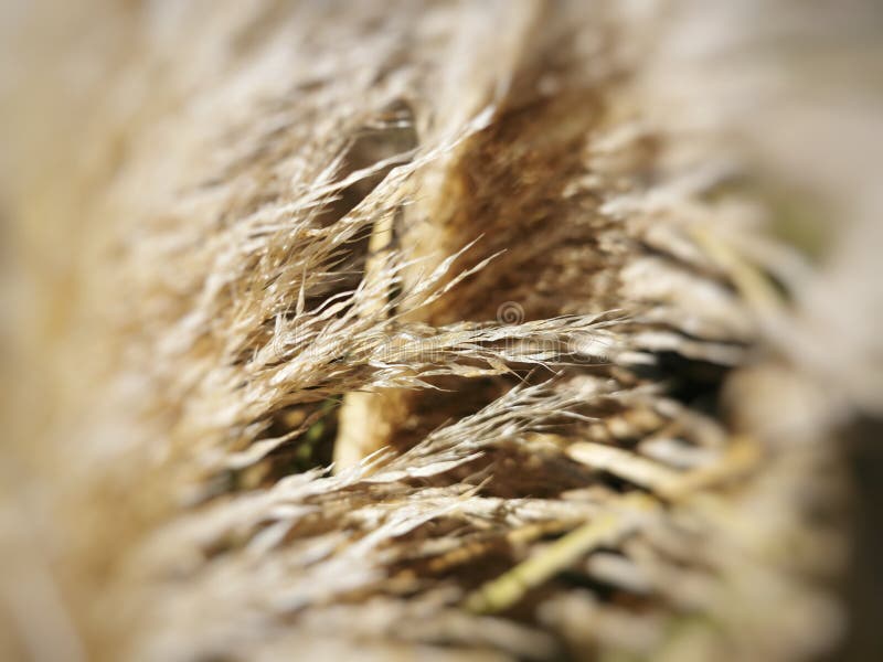 Closeup Shot of Dry Grass for Wallpaper and Background Stock Photo ...