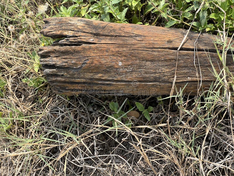 Closeup Shot of Dry Grass on a Wooden Log Stock Photo - Image of ...