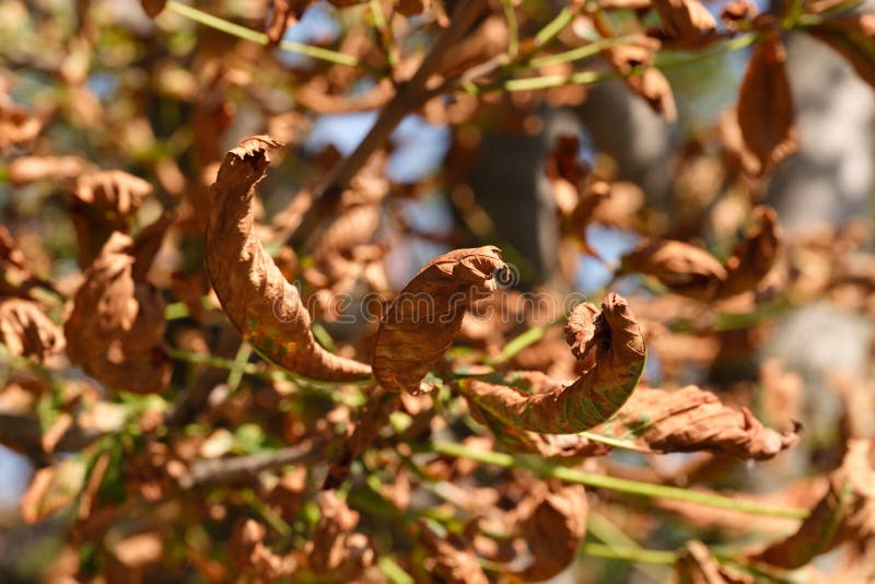 A Closeup Shot of a Dry Leaves on a Tree Stock Image - Image of shot ...