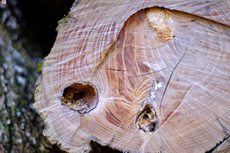 Closeup Shot of a Dry Tree Log in a Forest - Ready for the Winter Stock ...