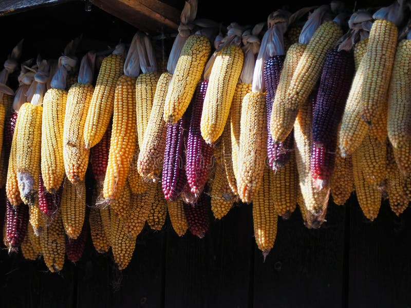 Drying corn stock photo. Image of leaf, harvest, ripe - 55325498