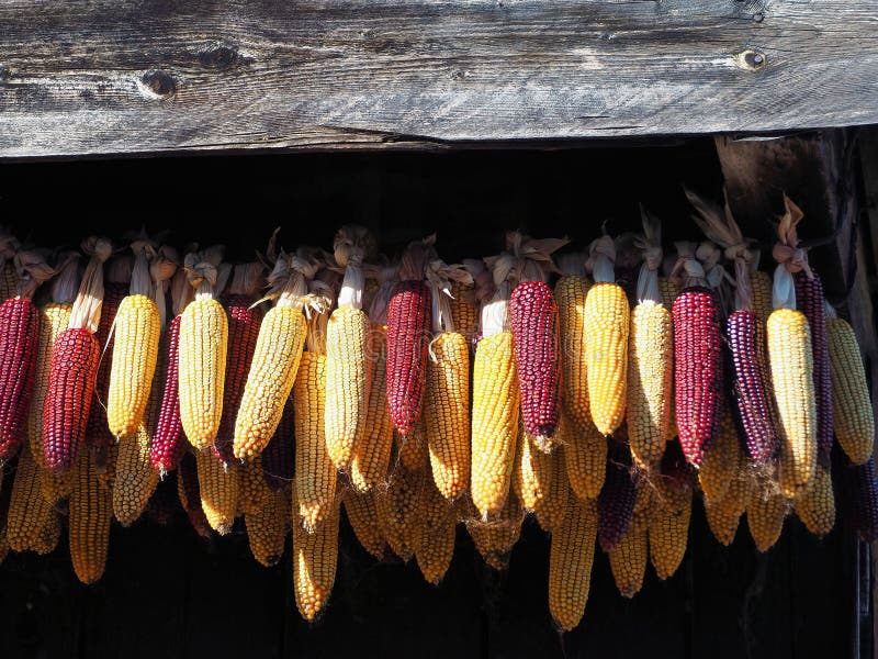 Drying corn stock photo. Image of leaf, harvest, ripe - 55325498
