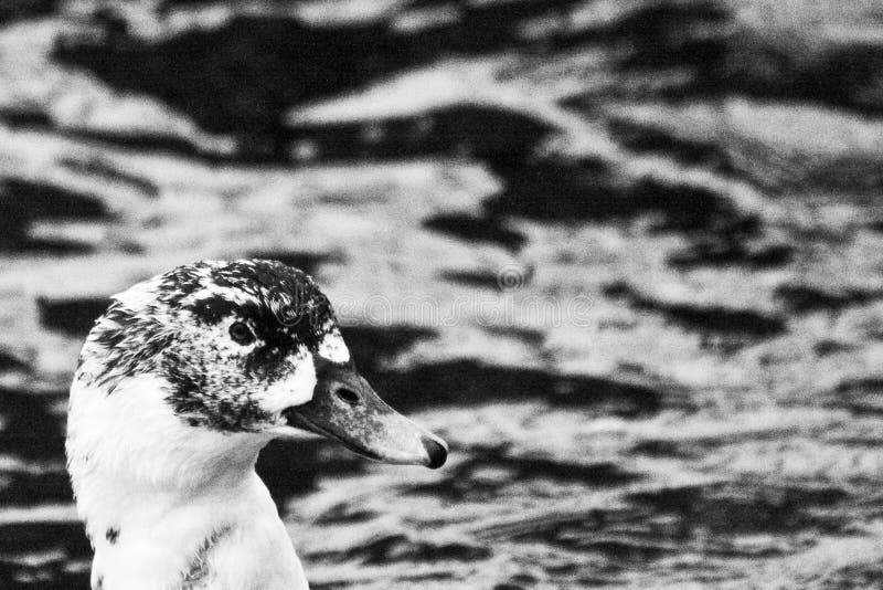 Closeup Shot Of A Duck With A Blurred Sea In The Background In Black ...