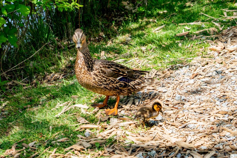 Closeup Shot of a Duck Walking with Its Duckling Stock Image - Image of ...