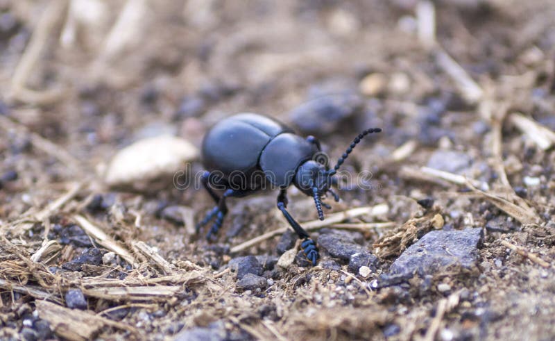 Closeup Shot of a Dung Beetle on a Land Stock Image - Image of animals ...