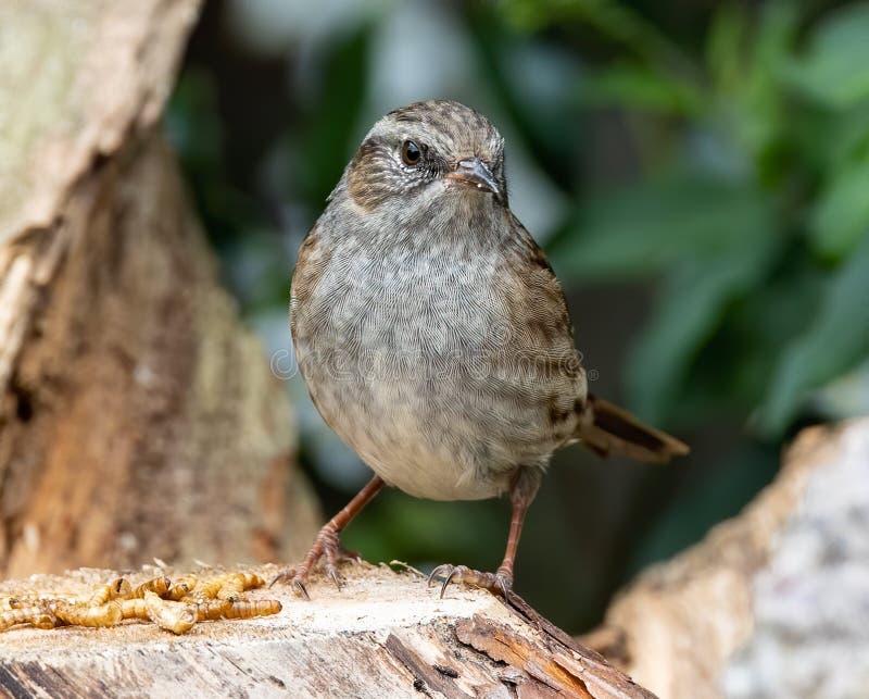 Dunnock Bird Perched on Rock Stock Image - Image of green, plumage ...
