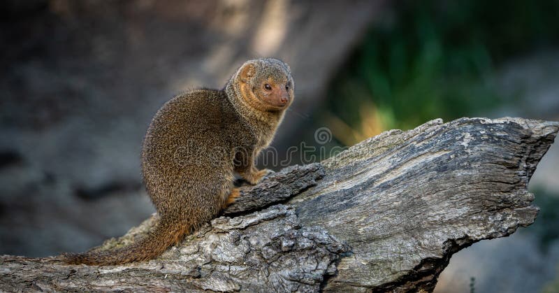 Closeup Shot of a Dwarf Mongoose on a Tree Branch Stock Photo - Image ...