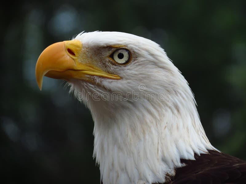 Eagles Head stock photo. Image of head, feather, strength - 14558854