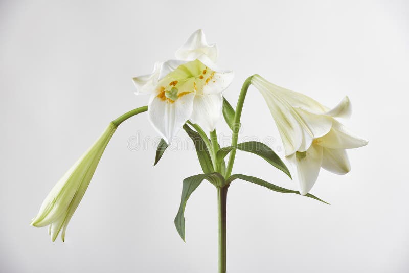 Easter Lily Powerpoint Background