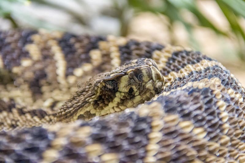 232 Eastern Diamondback Rattlesnake Stock Photos - Free & Royalty-Free ...
