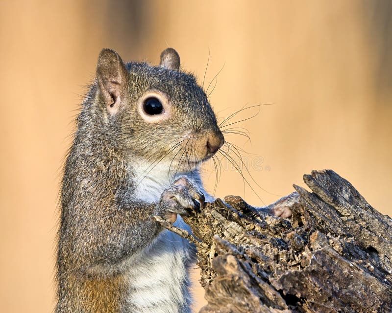 Closeup Shot of an Eastern Gray Squirrel on a Broken Tree Branch. Dover ...