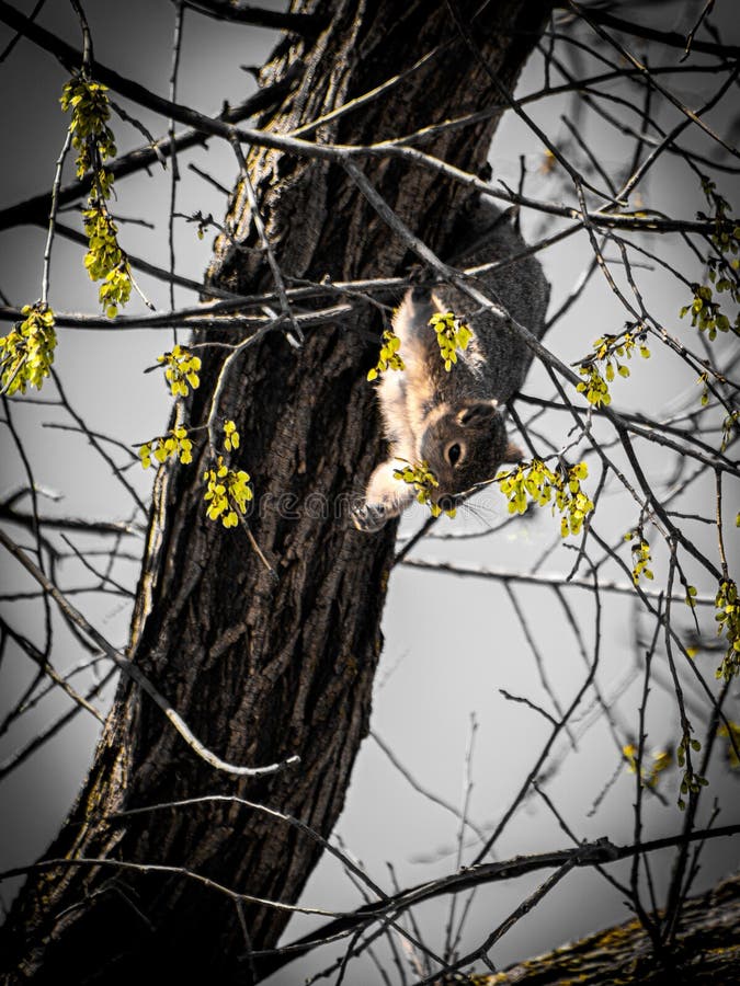Closeup Shot of an Eastern Gray Squirrel Hanging Upside Down from the ...
