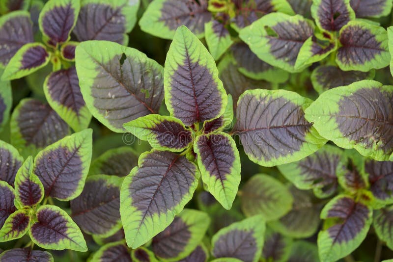 Edible Amaranth, Southern Red, Stock Image - Image of ground, amaranth ...