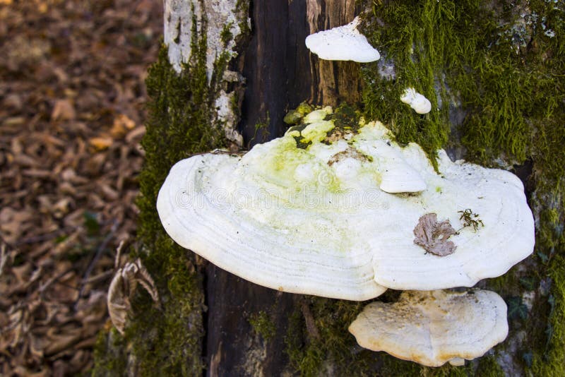 Closeup Shot of Edible Fungus Growing on Tree Bark Stock Photo - Image ...