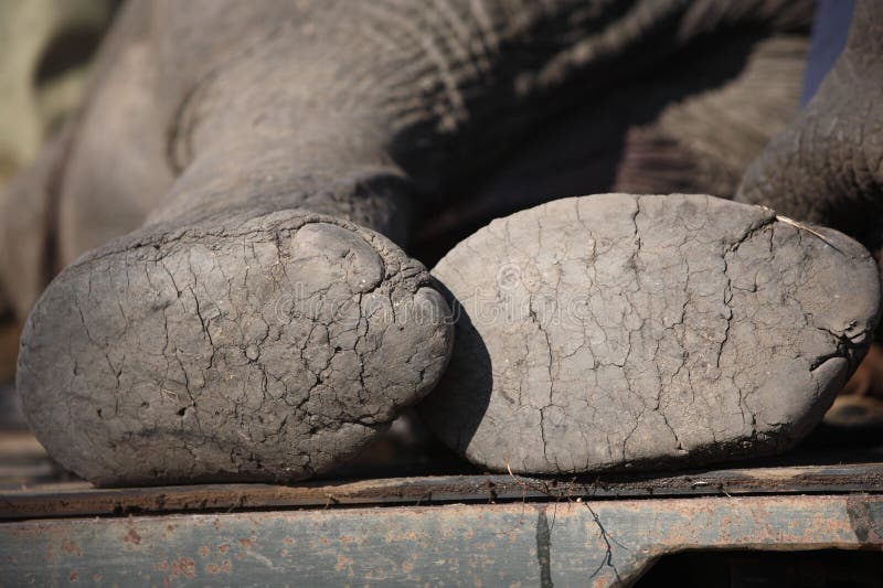 Closeup Shot of the Elephant S Feet. Stock Image - Image of outdoors ...