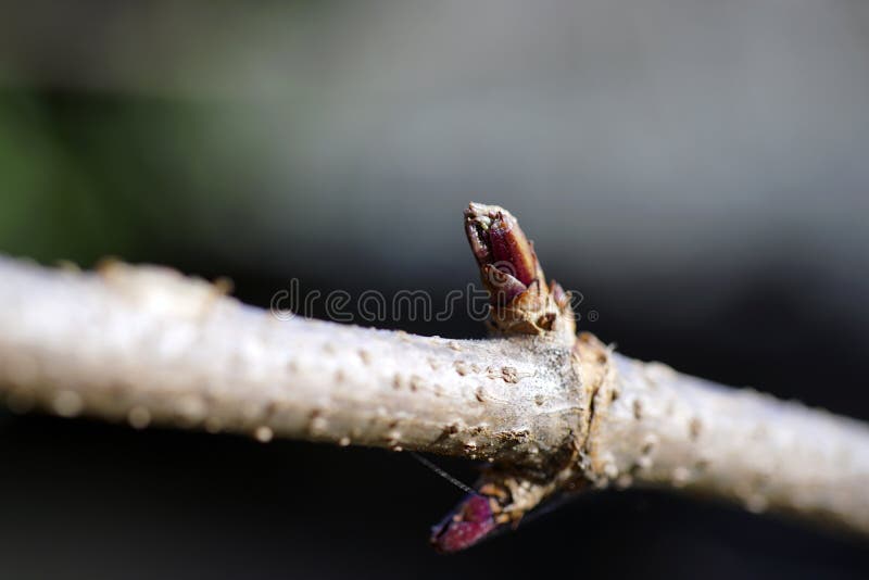 Closeup Shot of an Embryonic Shoot in the Stem with a Blurred ...
