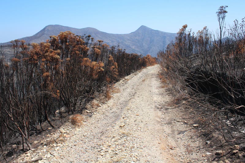 Closeup Shot of an Empty Path Surrounded by Trees Stock Photo - Image ...