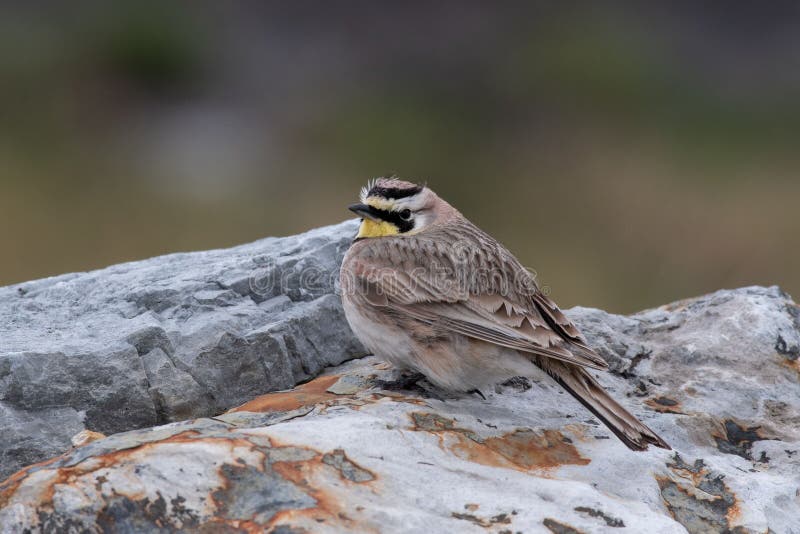 Alpestris Strigata Stock Photos - Free & Royalty-Free Stock Photos from ...