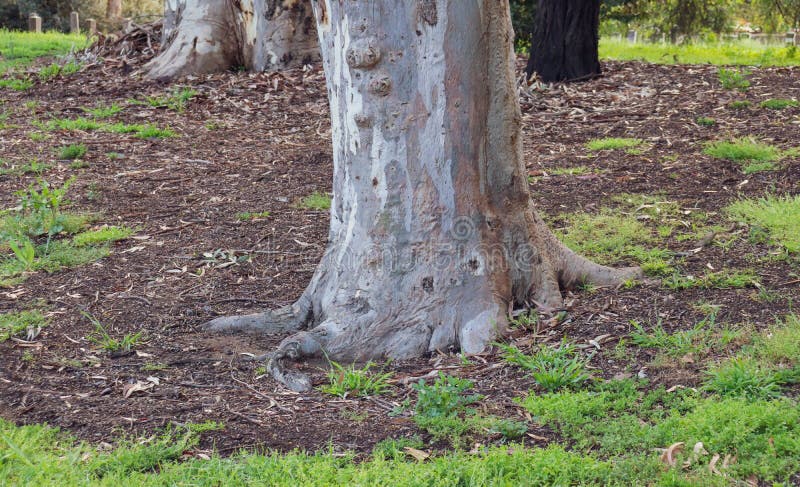 Closeup Shot of a Eucalyptus Tree Trunk and Roots Stock Image - Image ...