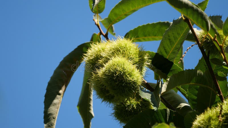 European chestnut tree stock image. Image of medium, people - 13442001