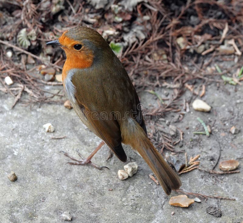 Closeup Shot of a European Robin Bird Stock Photo - Image of ...