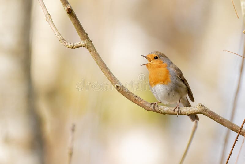 Closeup Shot of a European Robin Standing on the Branch of a Tree Stock ...