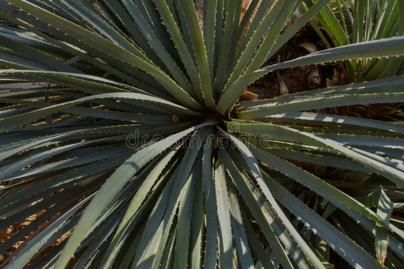 Closeup Shot of an Exotic Tree with Needle-shaped Leaves Captured Under ...
