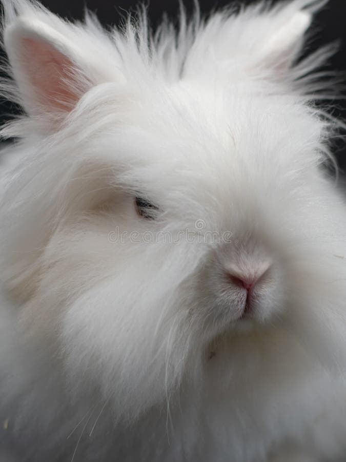Closeup Shot of the Face of a Cute White Fluffy Rabbit Stock Photo ...